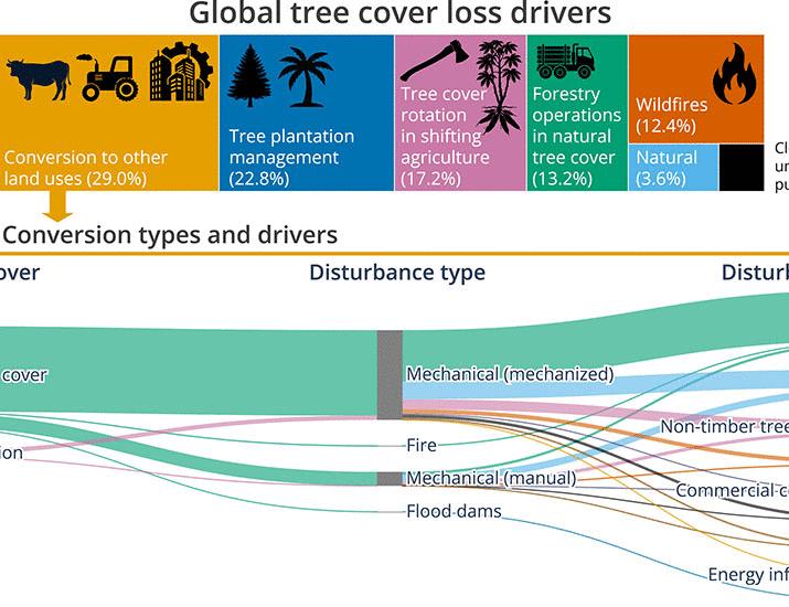 Global extent and drivers of tree cover loss quantified with high ...
